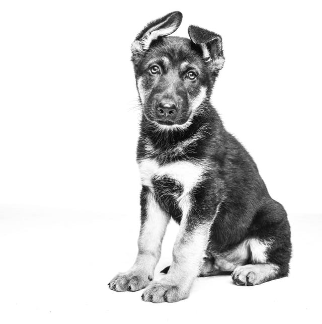 Rreth nesh – 4putrat.al